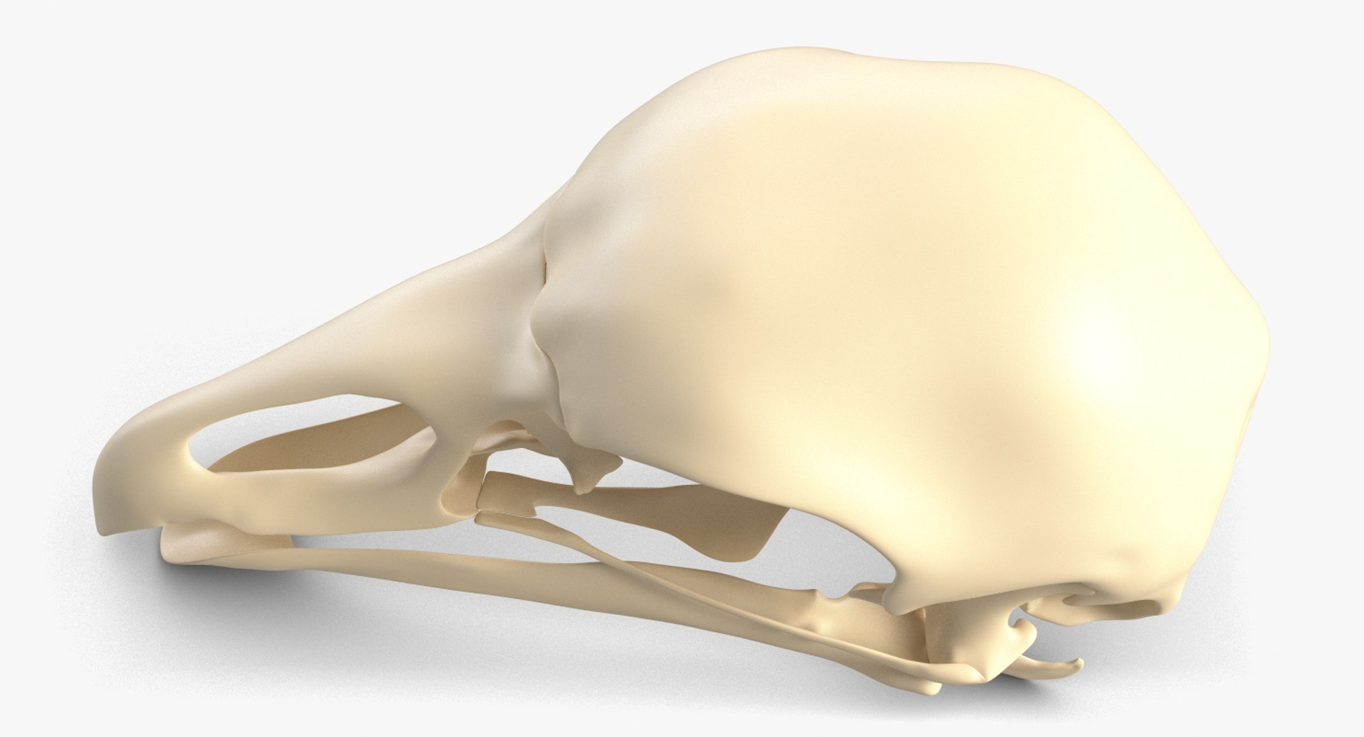 3D Bird Skull Model - TurboSquid 1270476