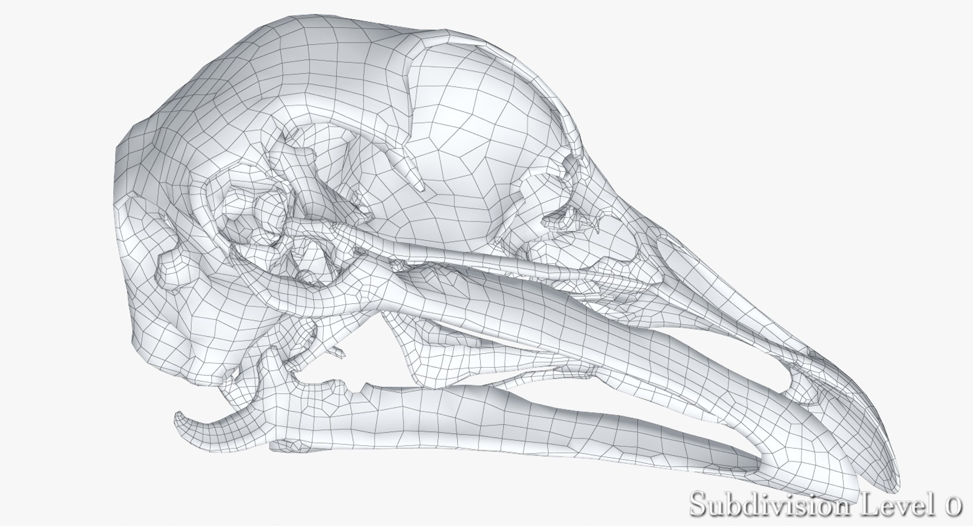 3D Bird Skull Model - TurboSquid 1270476