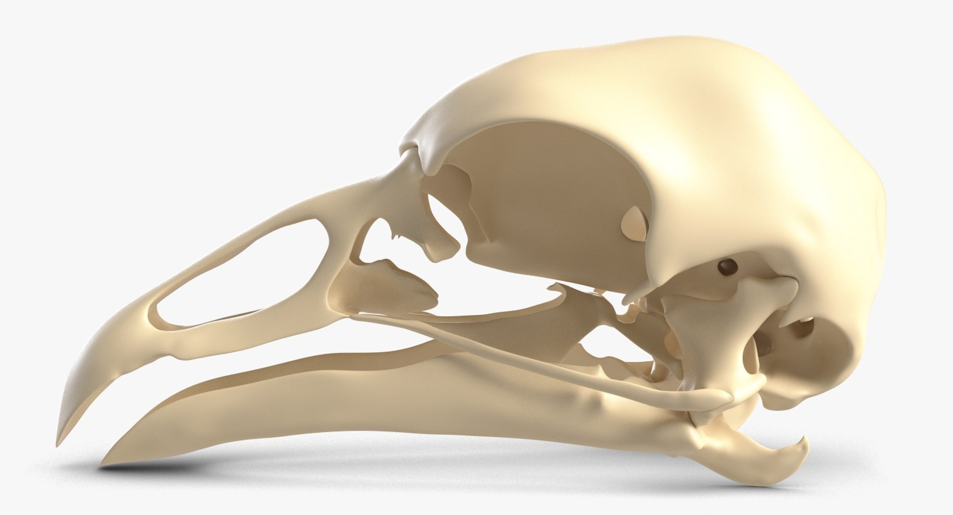 3D Bird Skull Model - TurboSquid 1270476