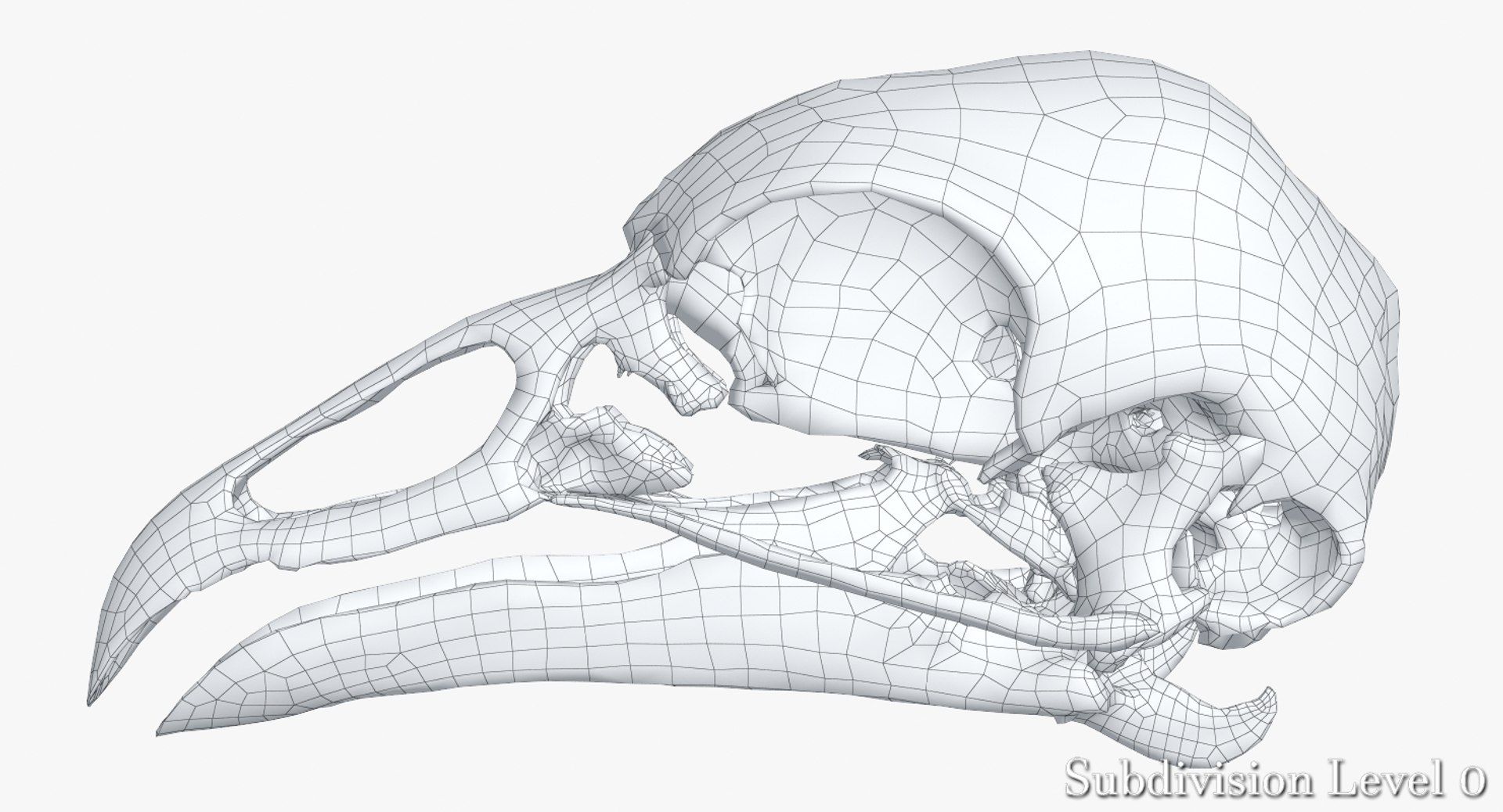 3D Bird Skull Model - TurboSquid 1270476