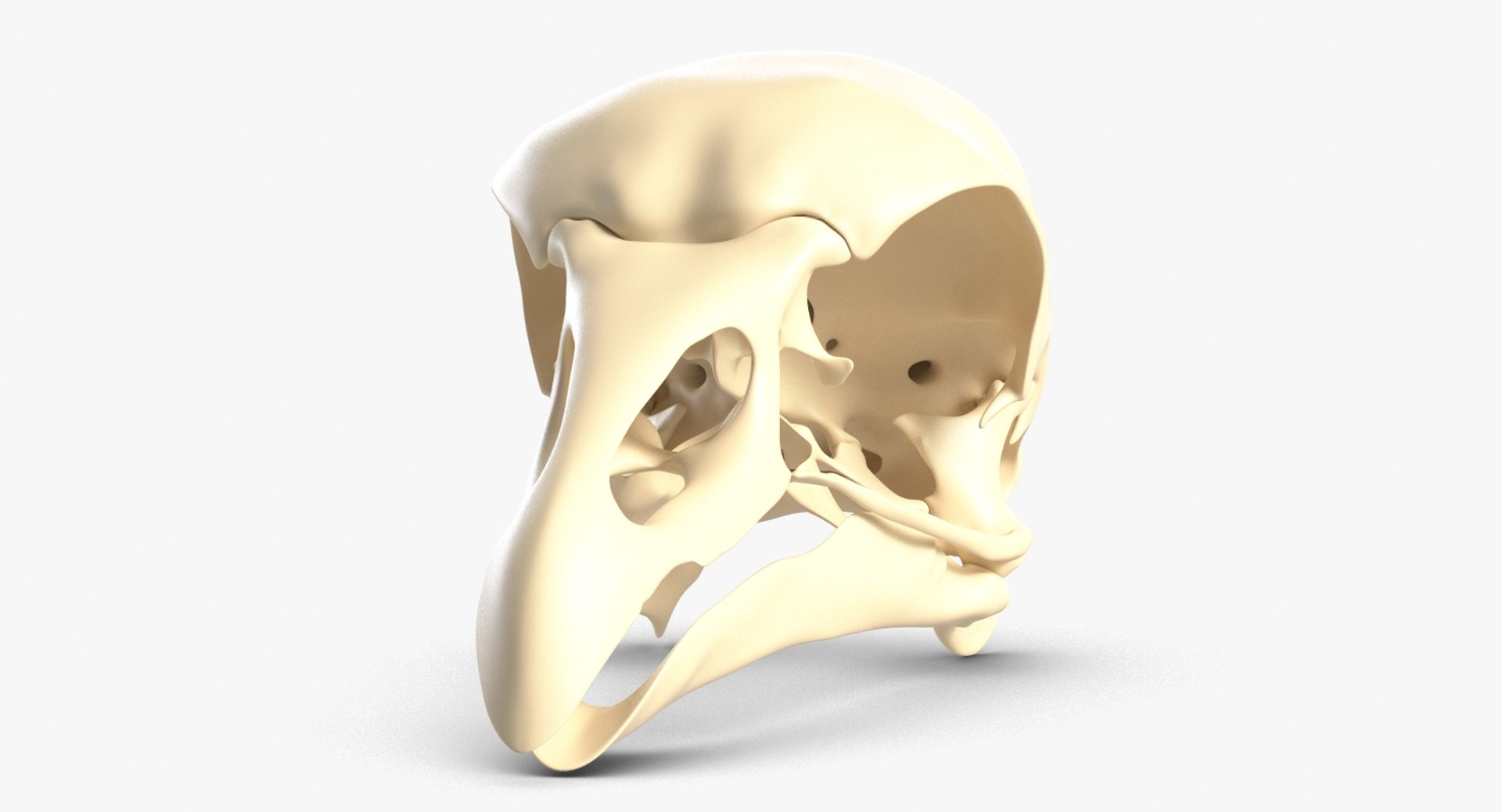 3D Bird Skull Model - TurboSquid 1270476