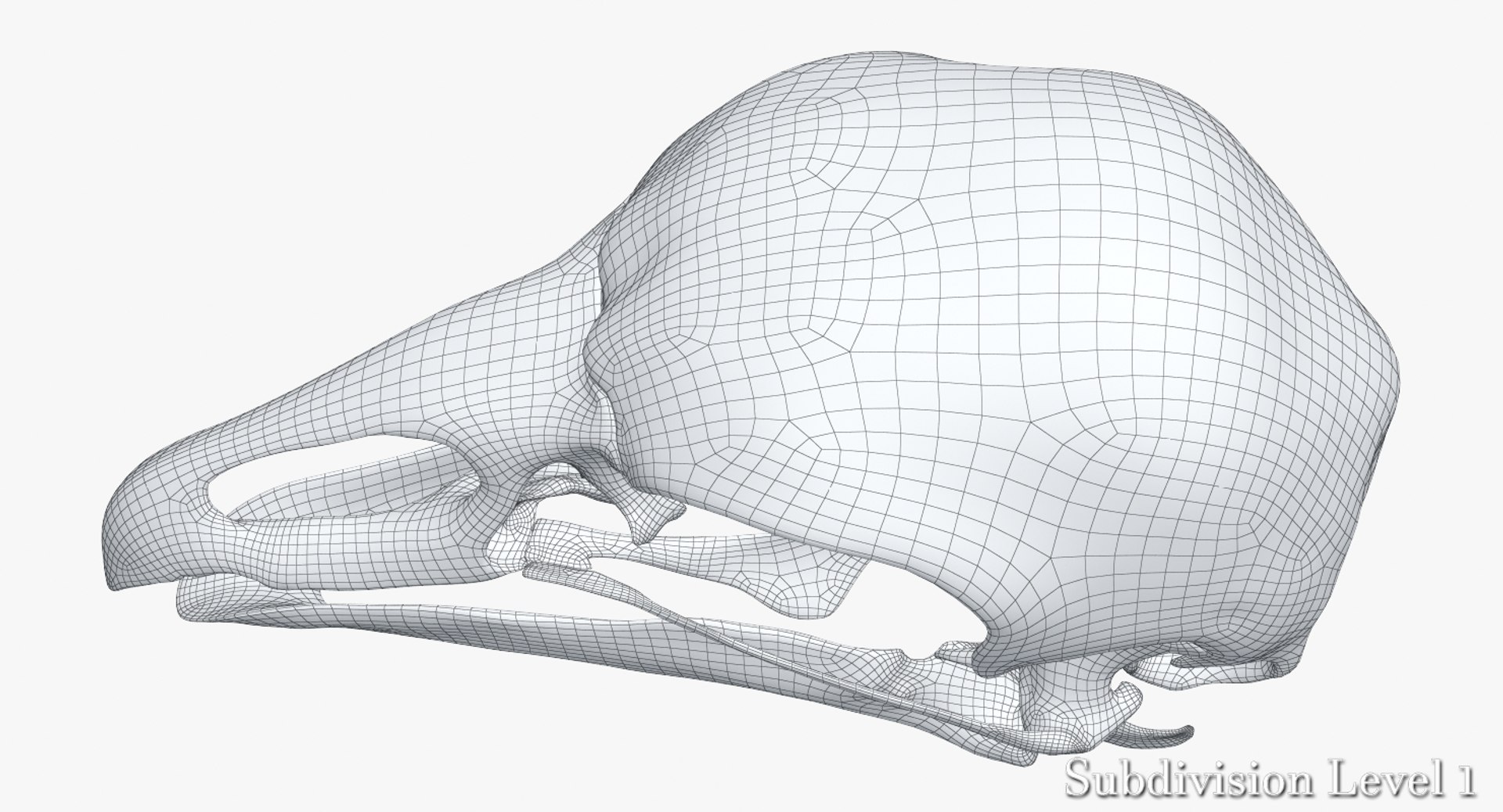 3D Bird Skull Model - TurboSquid 1270476