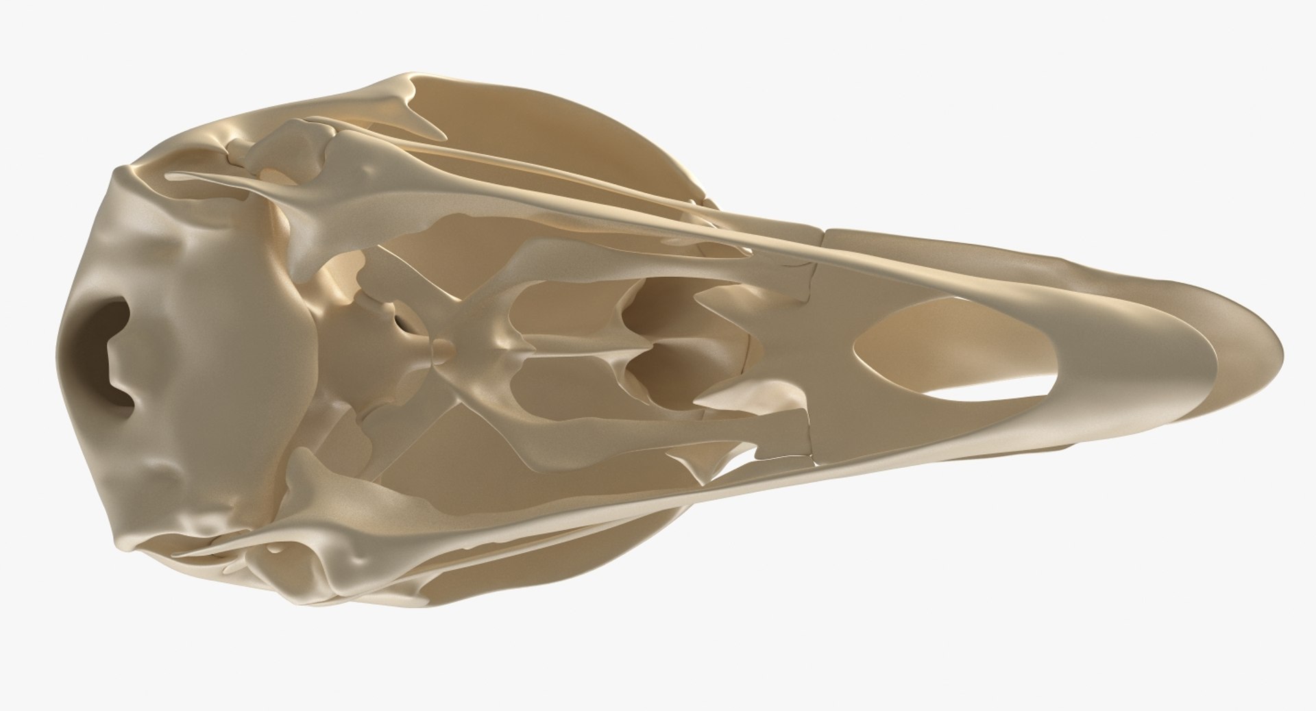 3D Bird Skull Model - TurboSquid 1270476