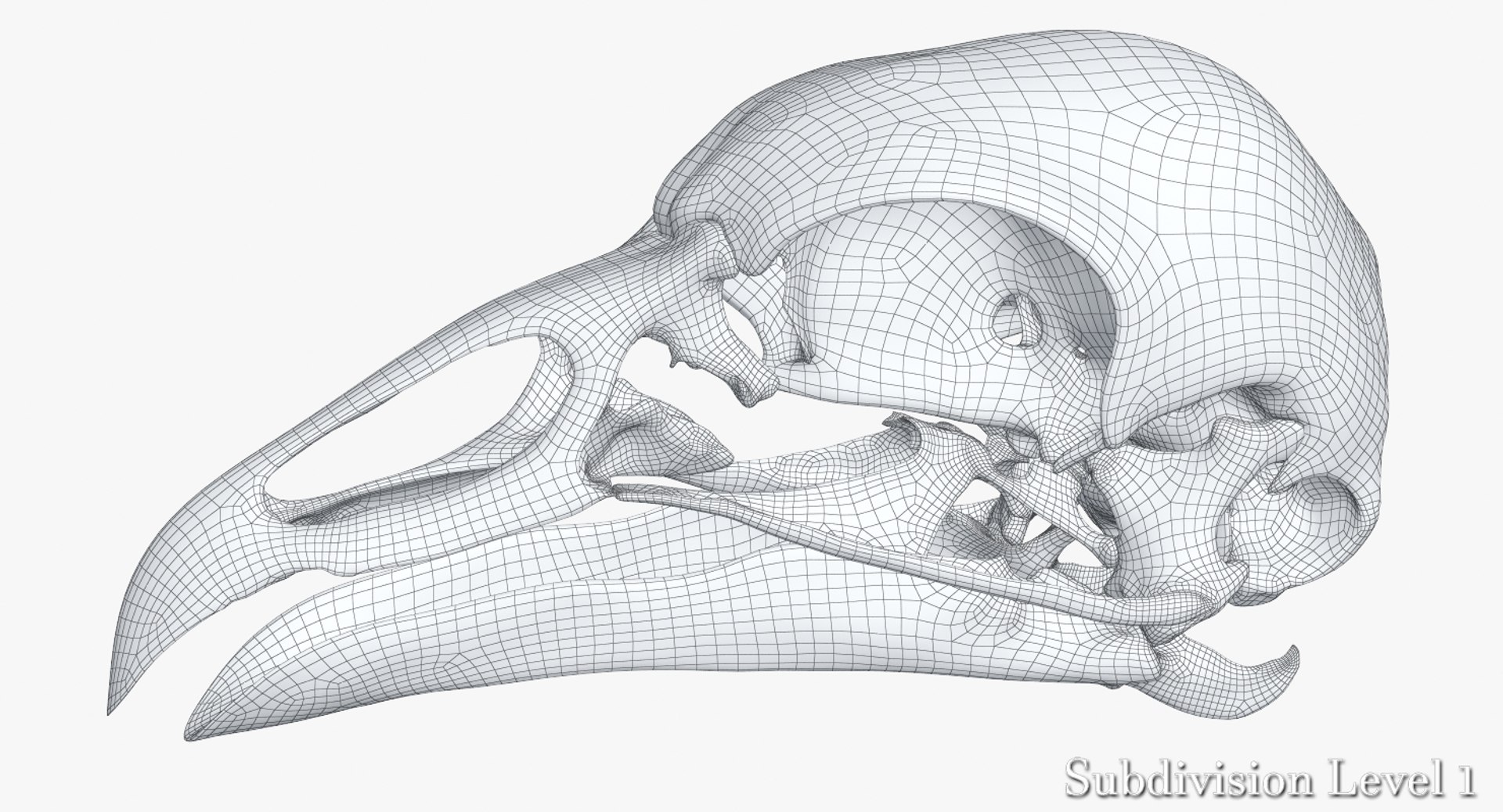 3D Bird Skull Model - TurboSquid 1270476