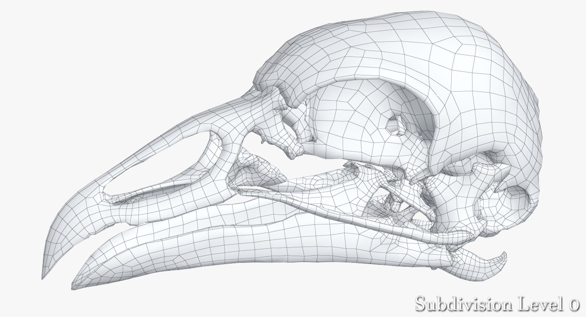 3D Bird Skull Model - TurboSquid 1270476