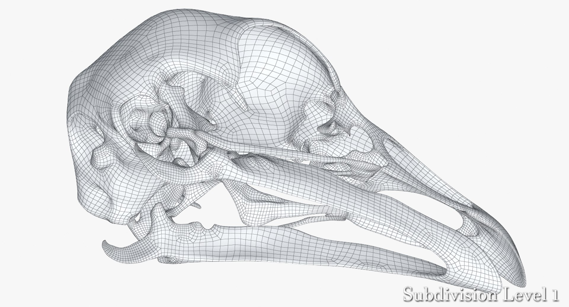 3D Bird Skull Model - TurboSquid 1270476