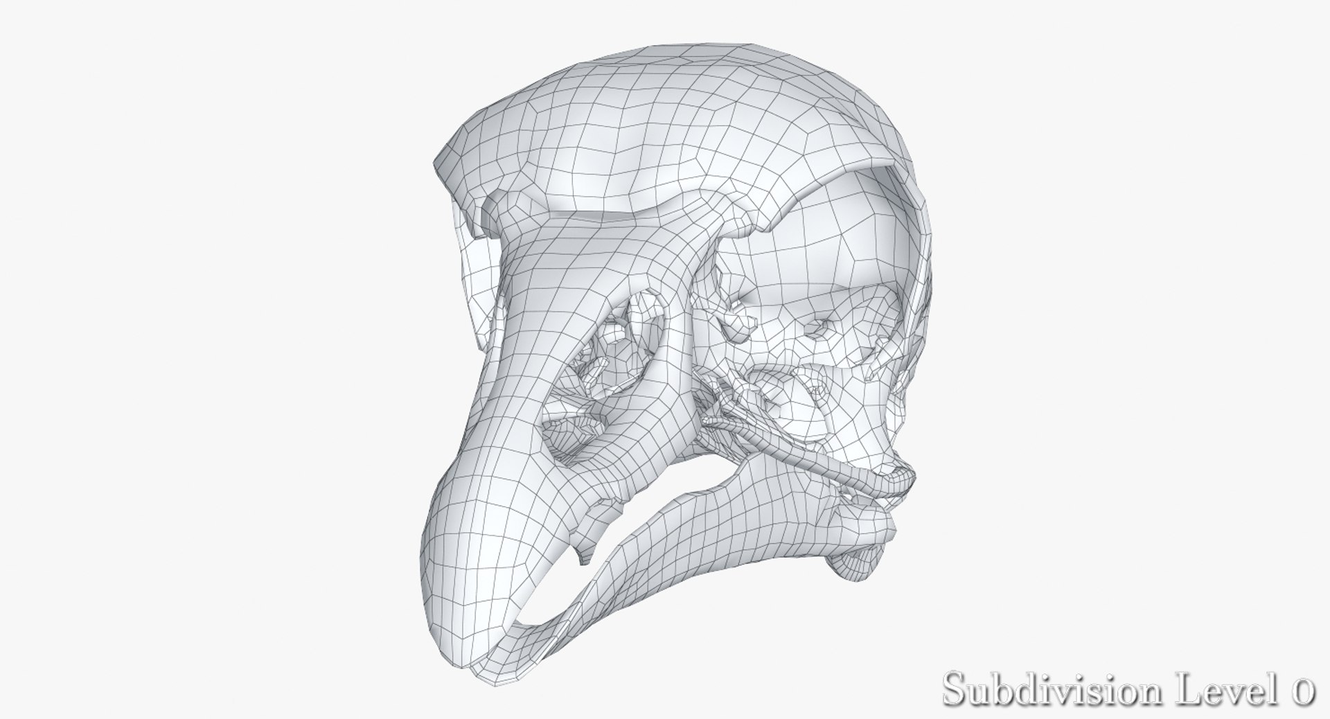 3D Bird Skull Model - TurboSquid 1270476