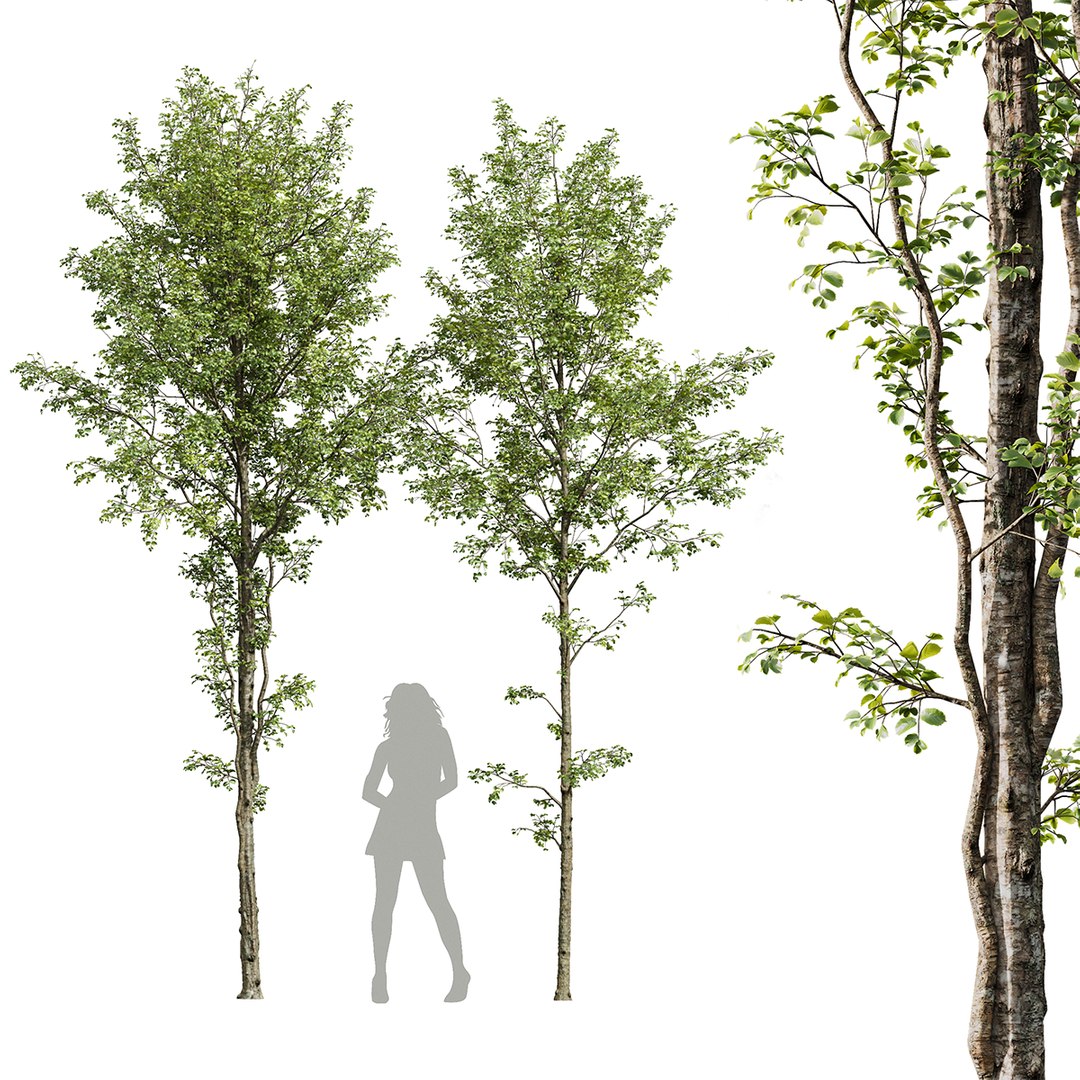 3D Model Alnus Glutinosa 2 - TurboSquid 2144446