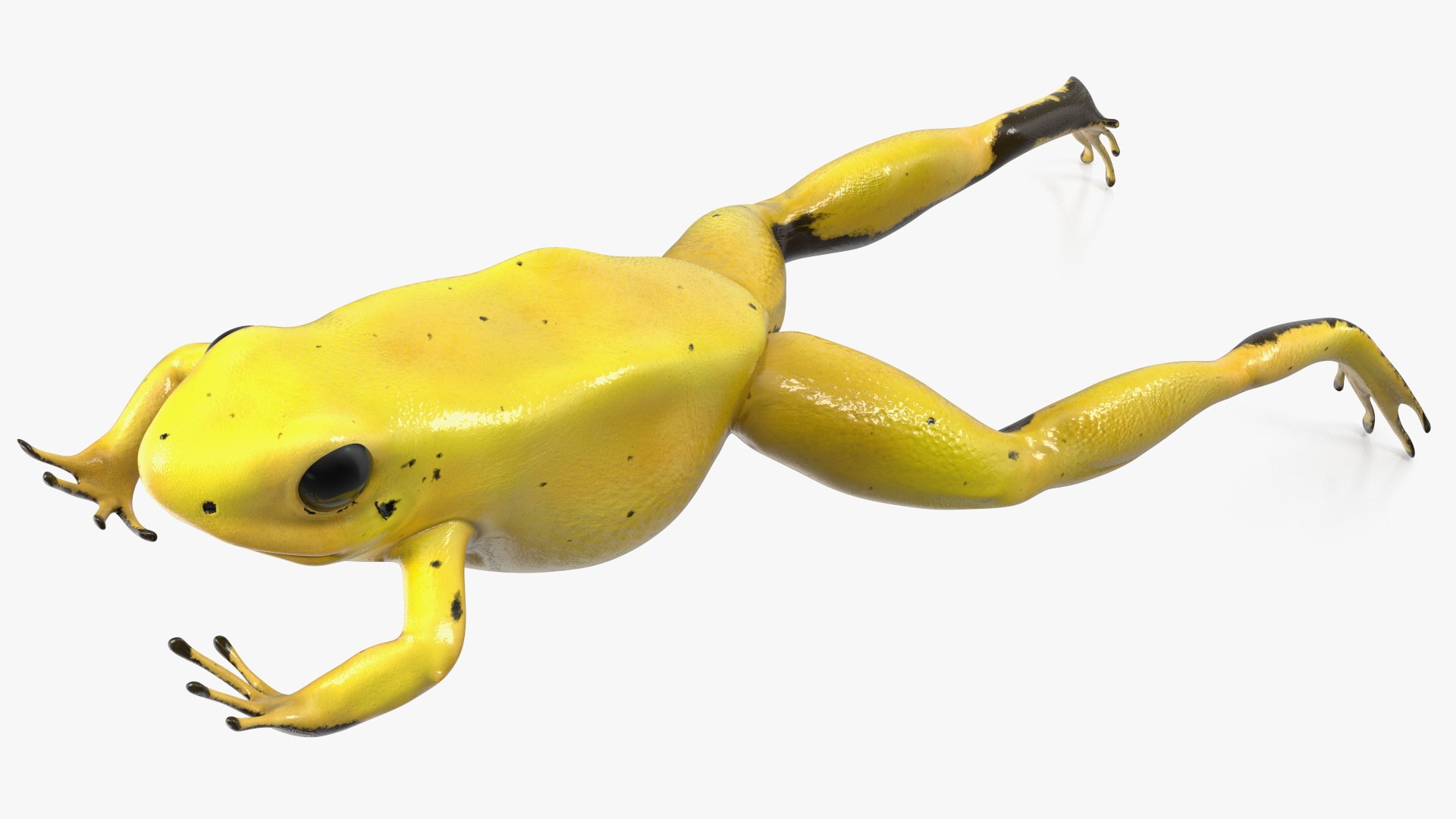 Phyllobates Terribilis Yellow Jumping Pose Model - TurboSquid 2189753