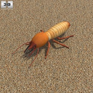 Termite 3D Models for Download | TurboSquid