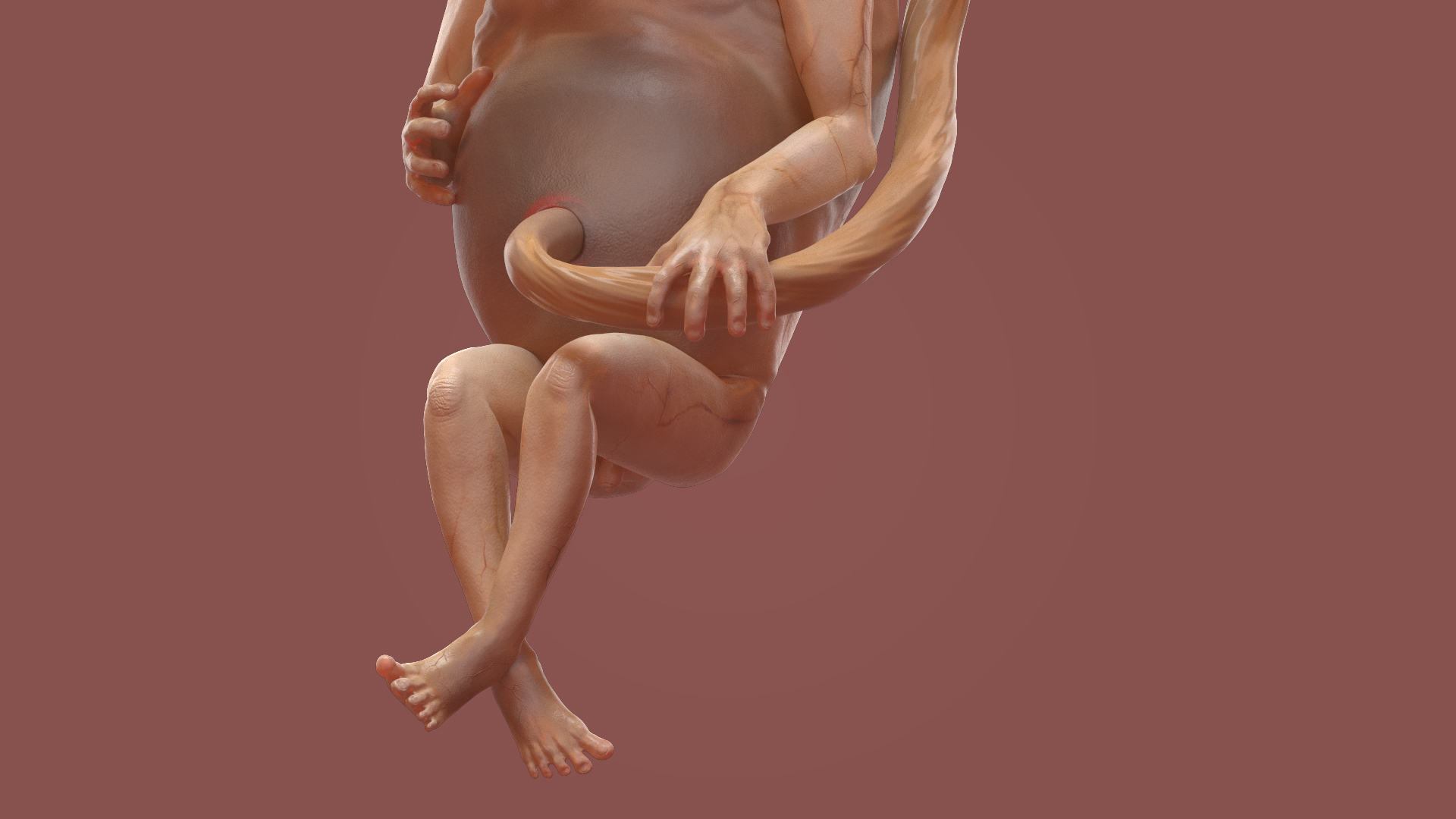 human embryo 16 weeks