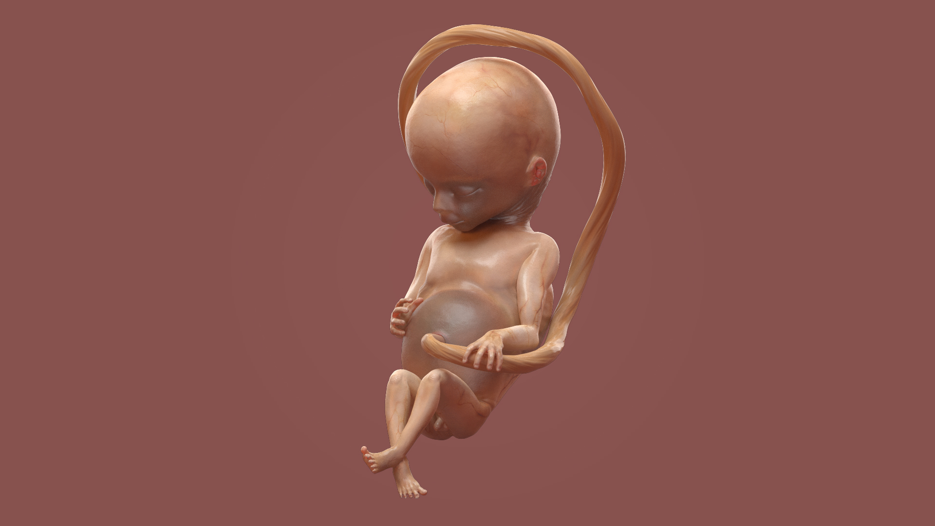 human embryo 16 weeks