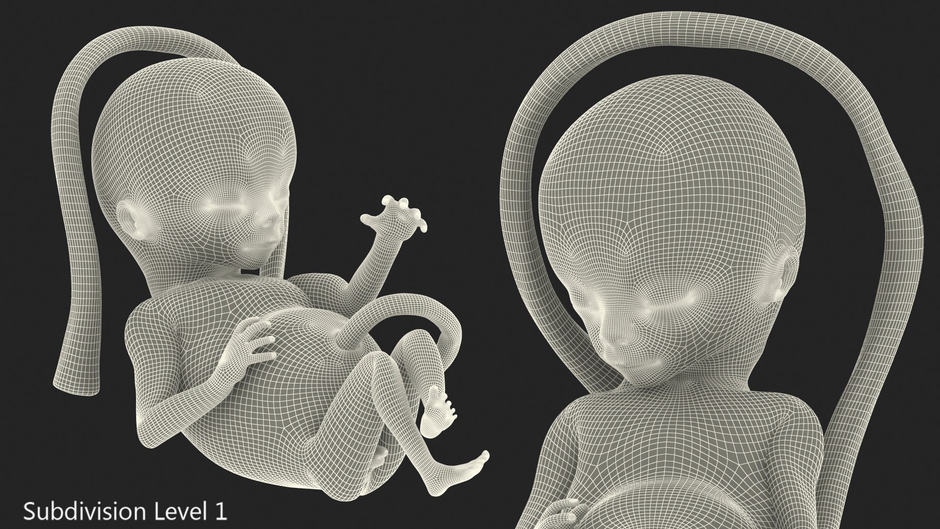 3D human fetus 16 weeks - TurboSquid 1665170