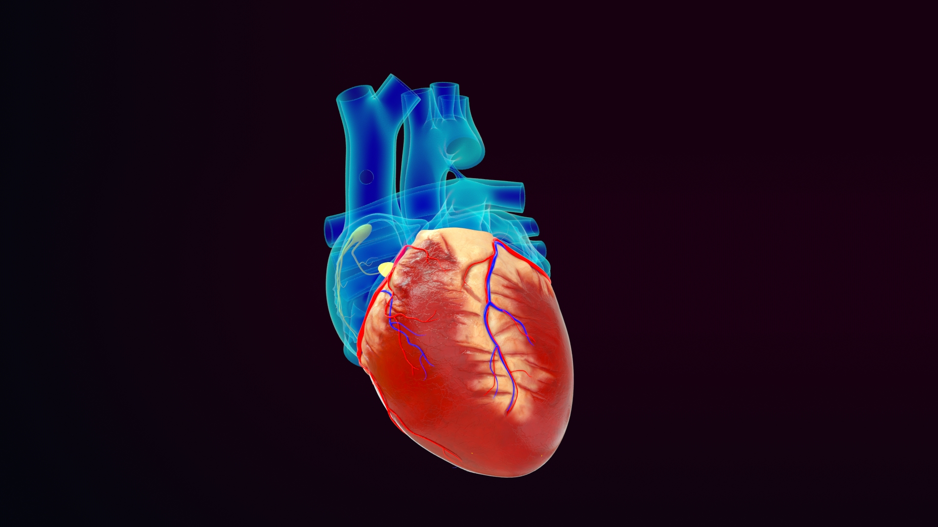 3D Medically Accurate Cross-Section Of The Human Heart Animated ...