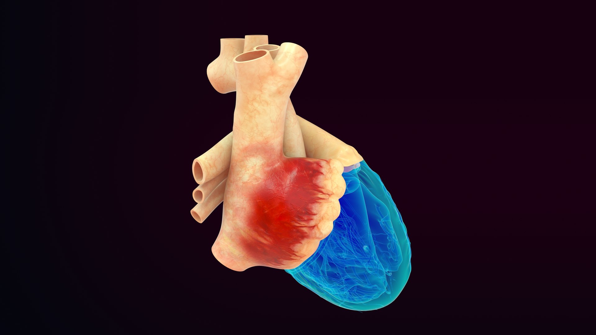 3D Medically Accurate Cross-Section Of The Human Heart Animated ...