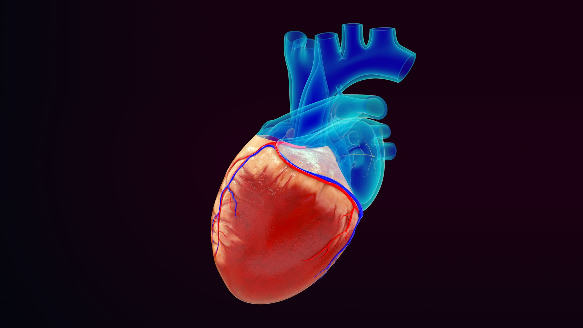 3D Medically Accurate Cross-Section Of The Human Heart Animated ...