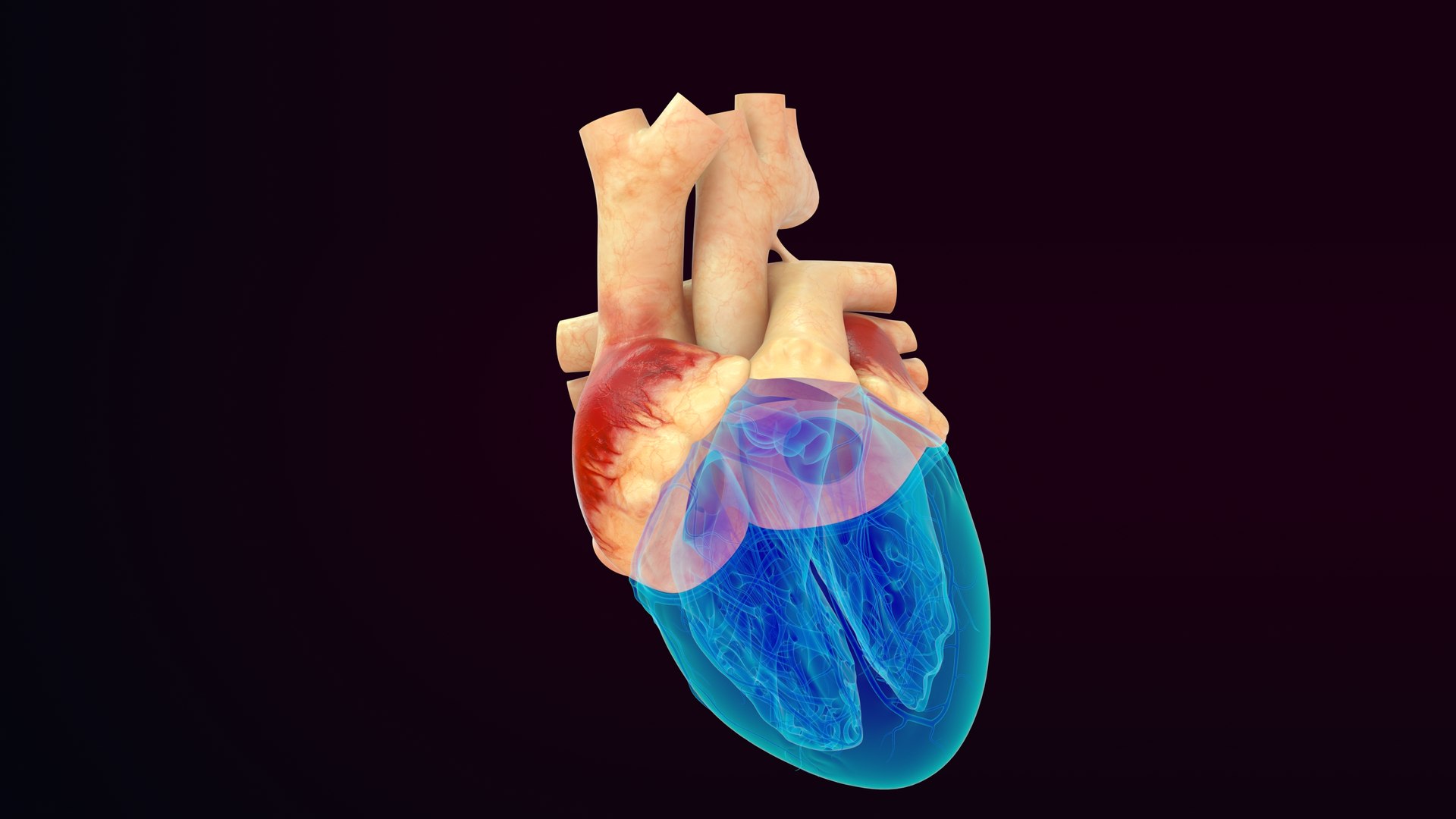 3D Medically Accurate Cross-Section Of The Human Heart Animated ...