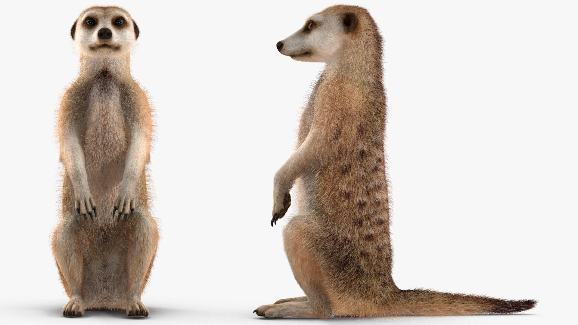 Meerkat Sitting Pose Fur 3D - TurboSquid 1919102