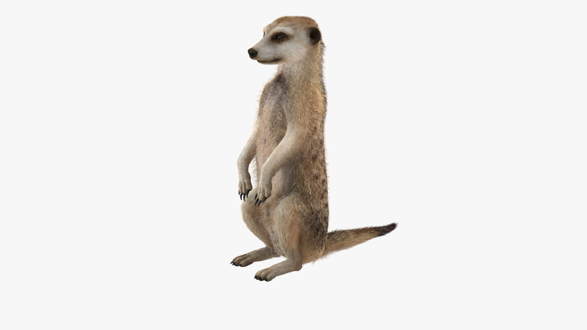 Meerkat Sitting Pose Fur 3D - TurboSquid 1919102