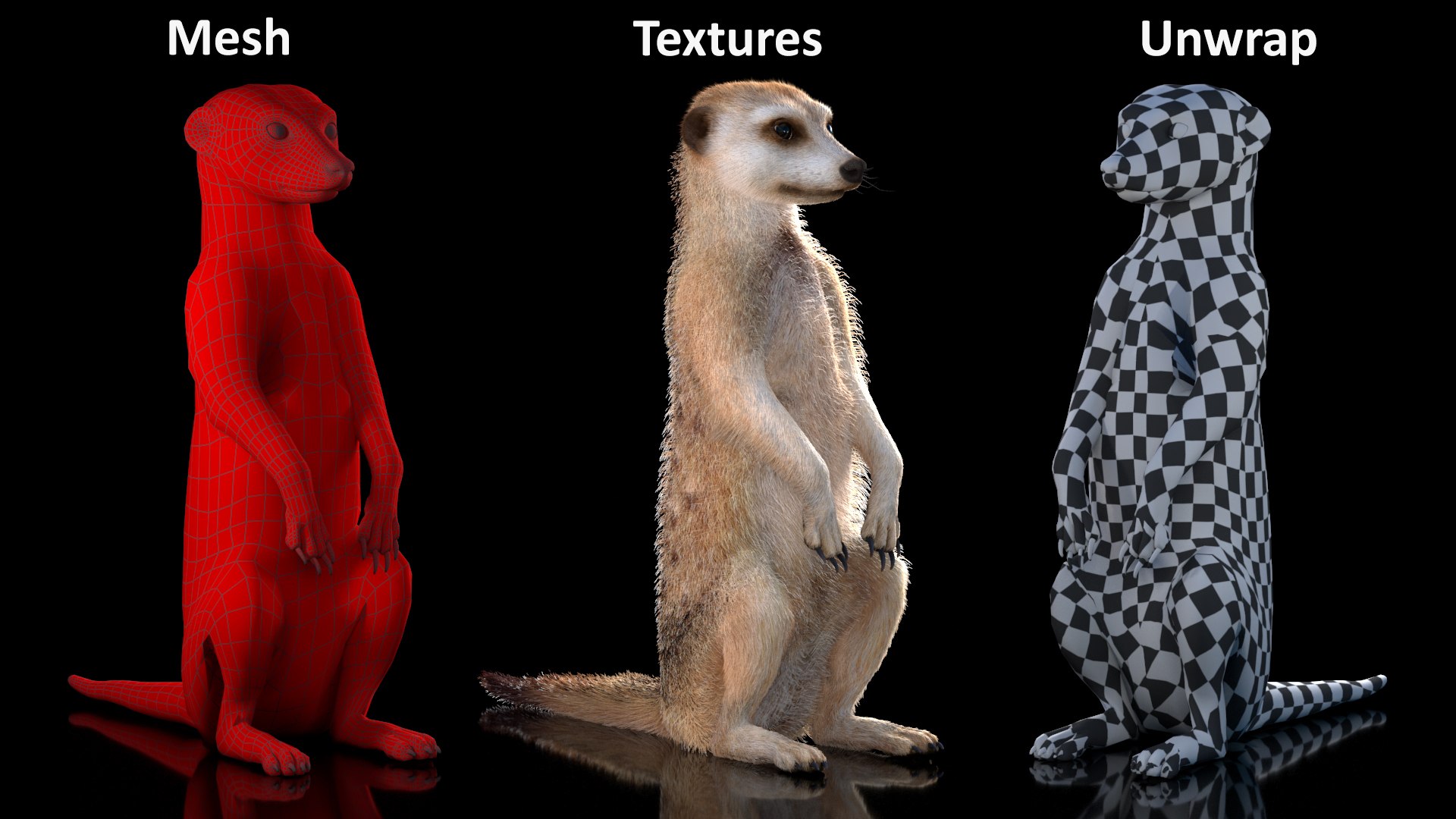 Meerkat Sitting Pose Fur 3D - TurboSquid 1919102