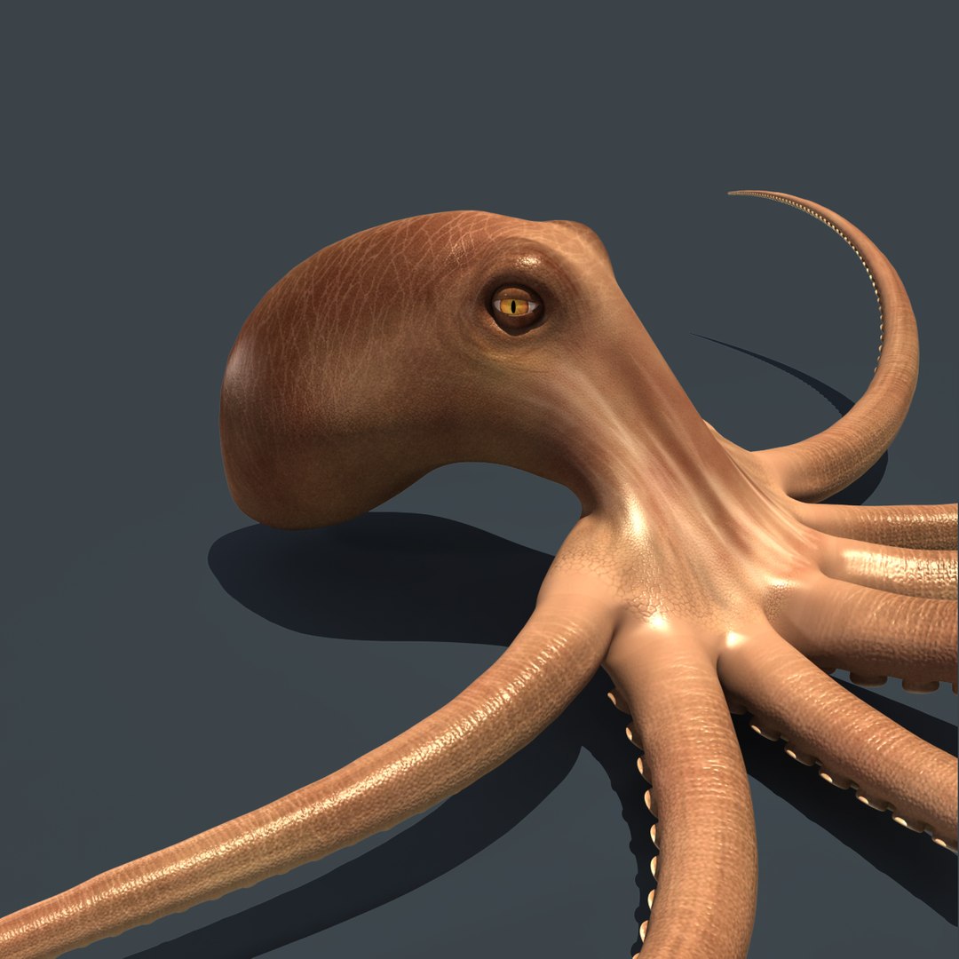 3d Octopus