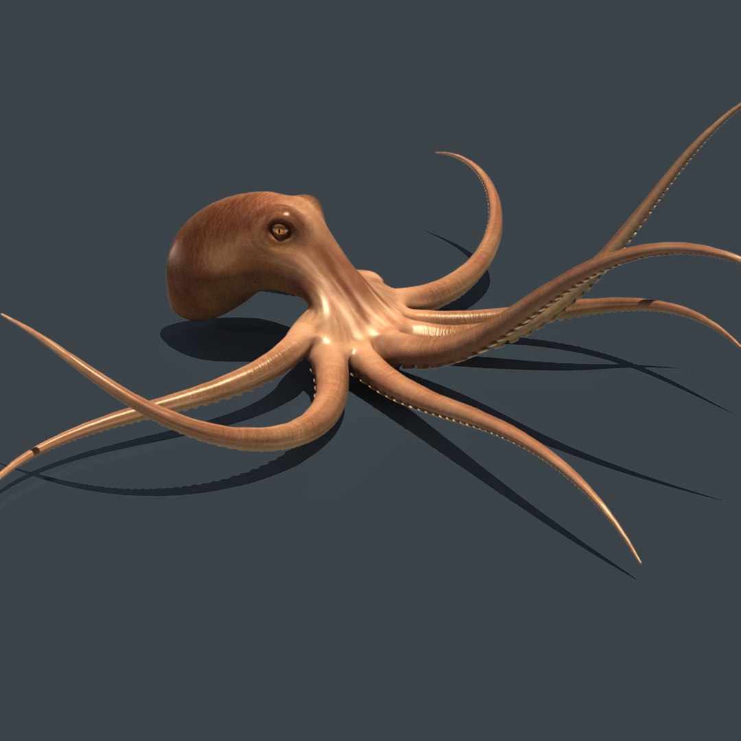 3d Octopus