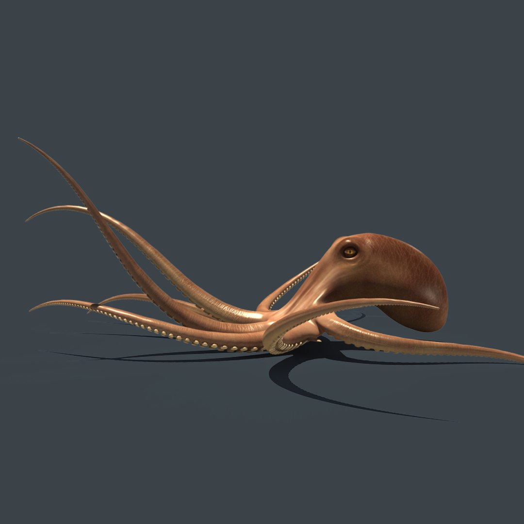 3d Octopus