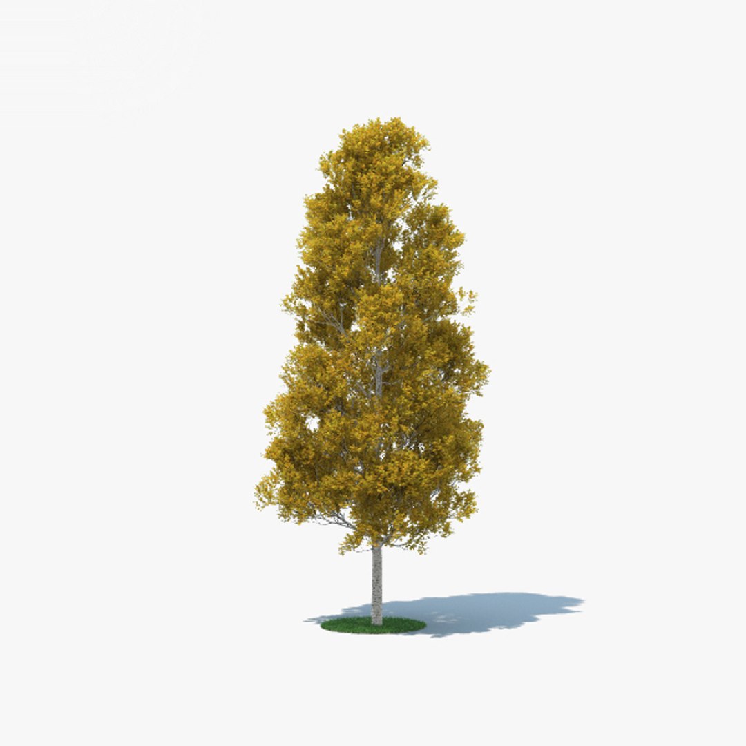 Quaking Aspen 3D - TurboSquid 1487454