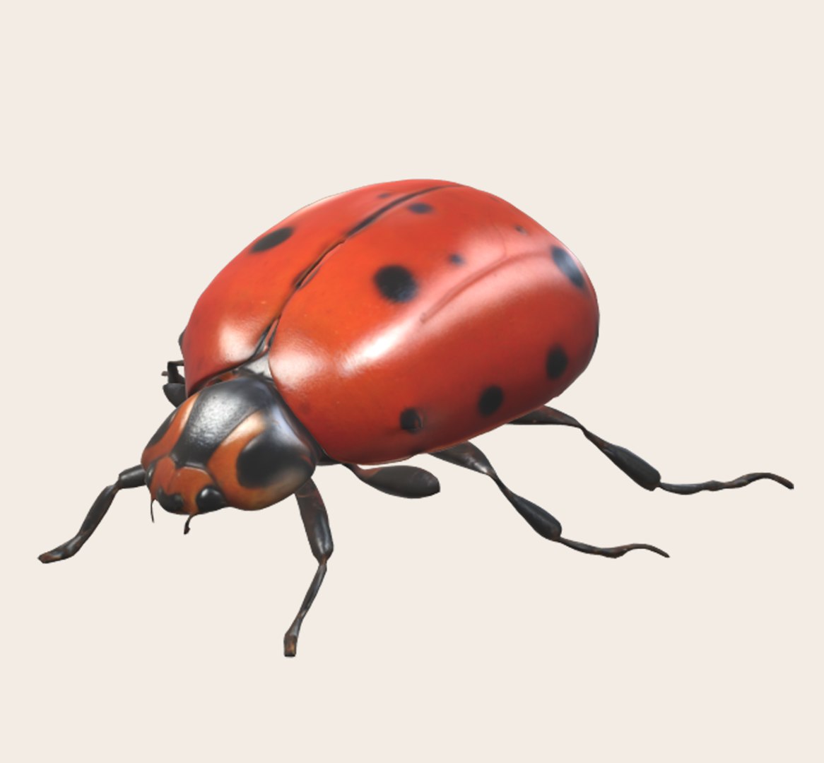 3D Ladybug - TurboSquid 2323819