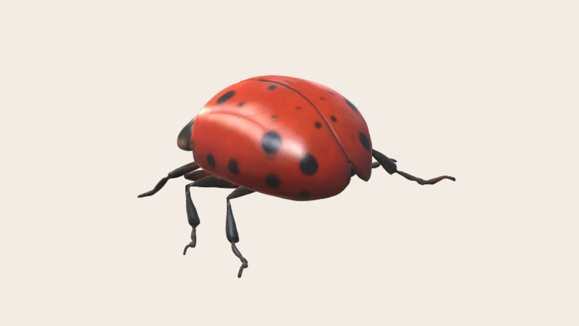 3D Ladybug - TurboSquid 2323819