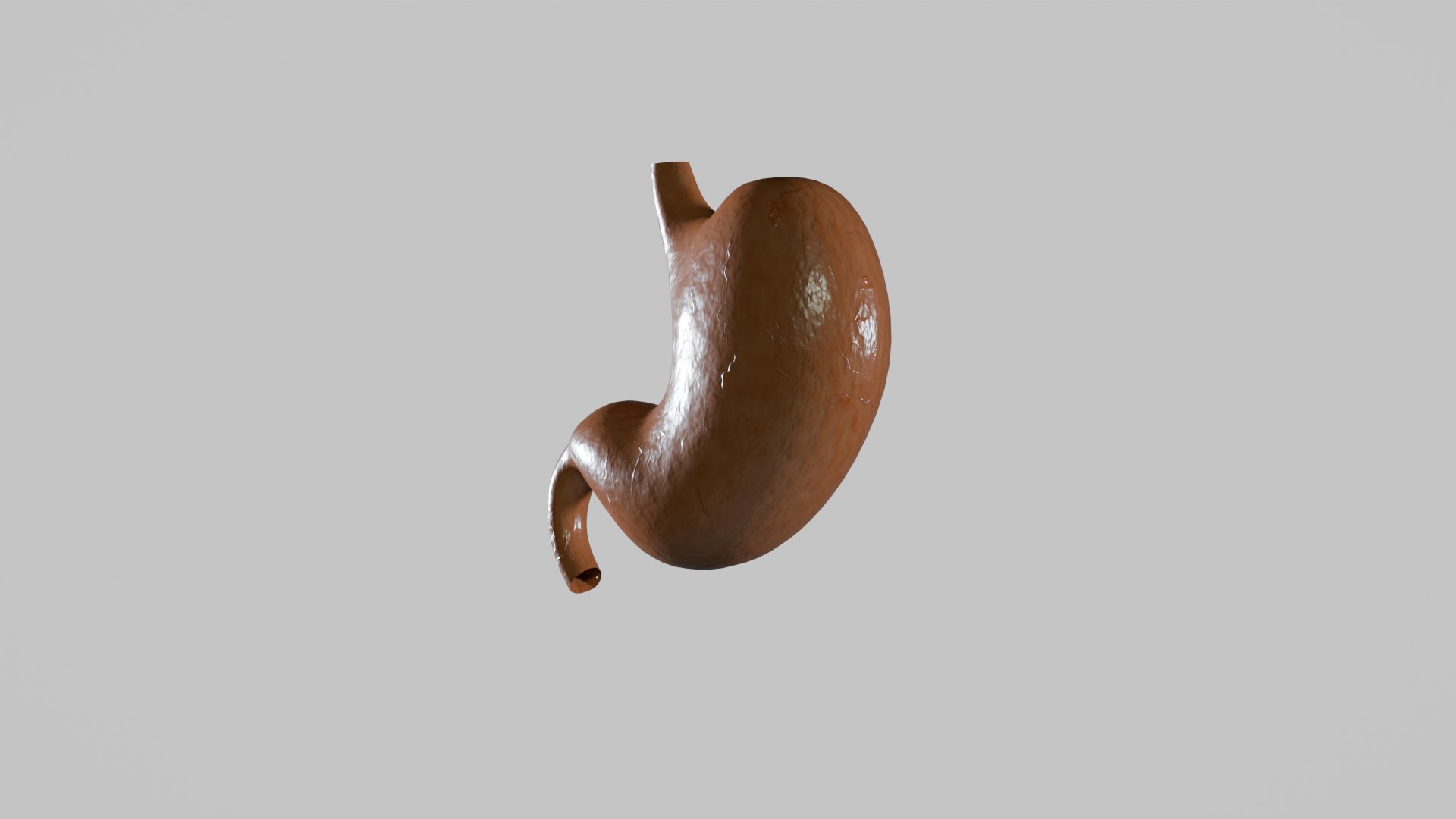 3D Model Low And Mid Poly Stomach - TurboSquid 2188686