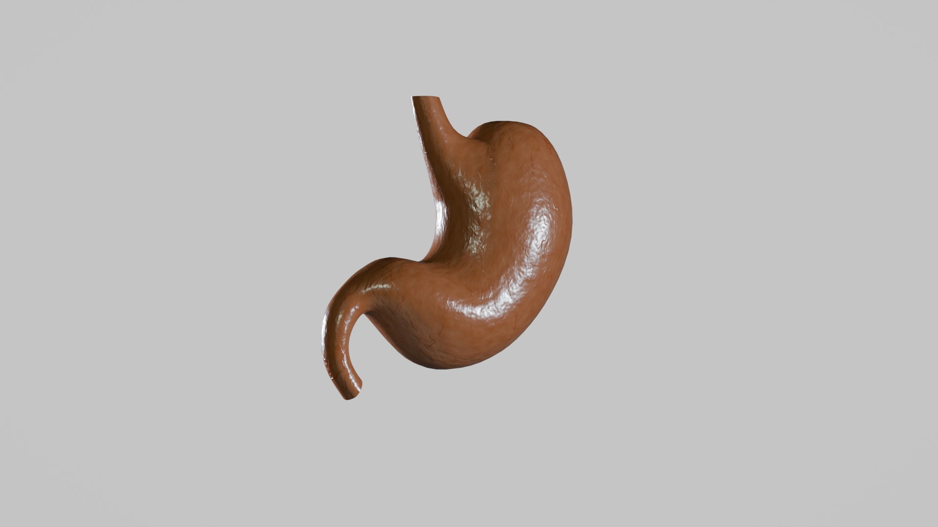3D Model Low And Mid Poly Stomach - TurboSquid 2188686