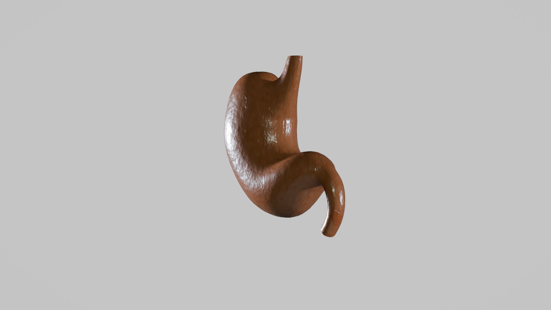 3D Model Low And Mid Poly Stomach - TurboSquid 2188686