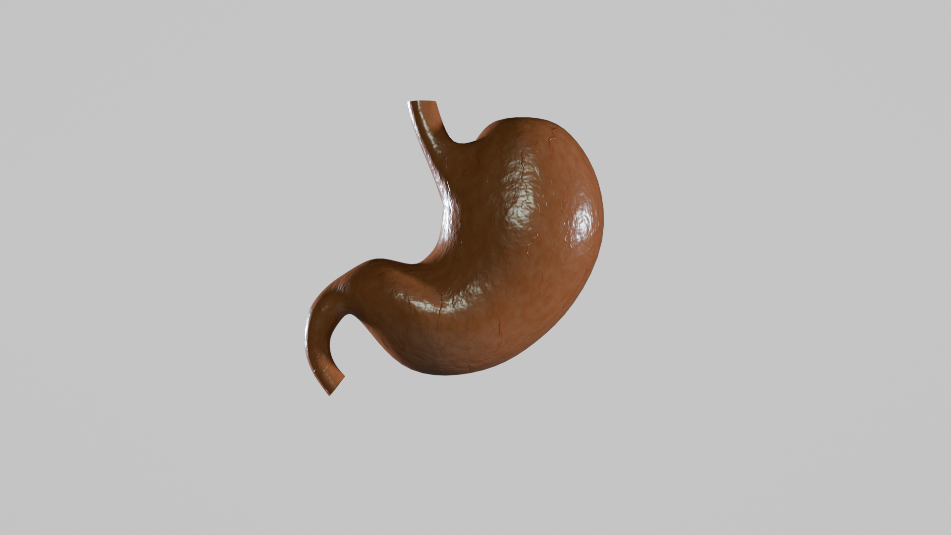 3D Model Low And Mid Poly Stomach - TurboSquid 2188686