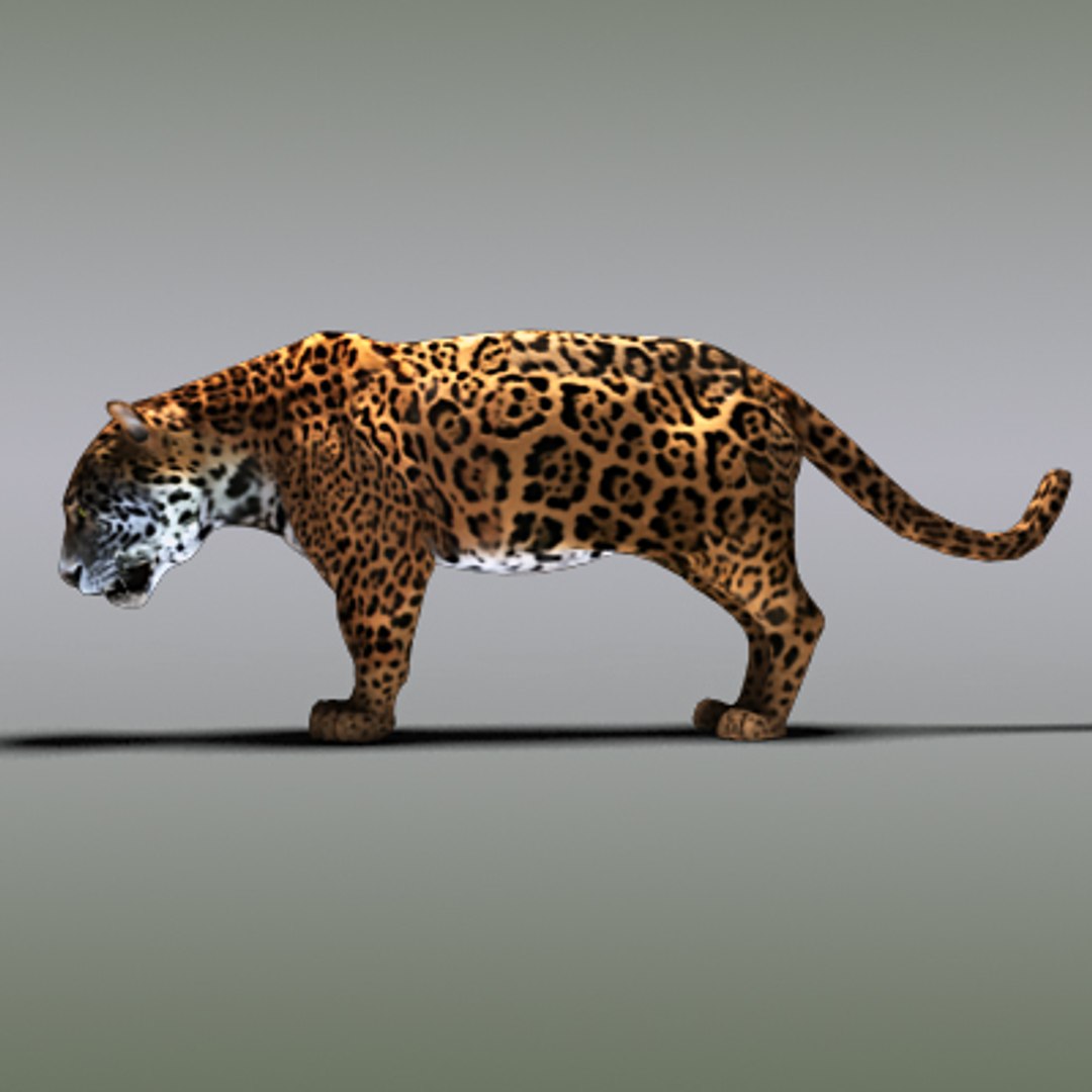 3ds Max Wild Cats Feline