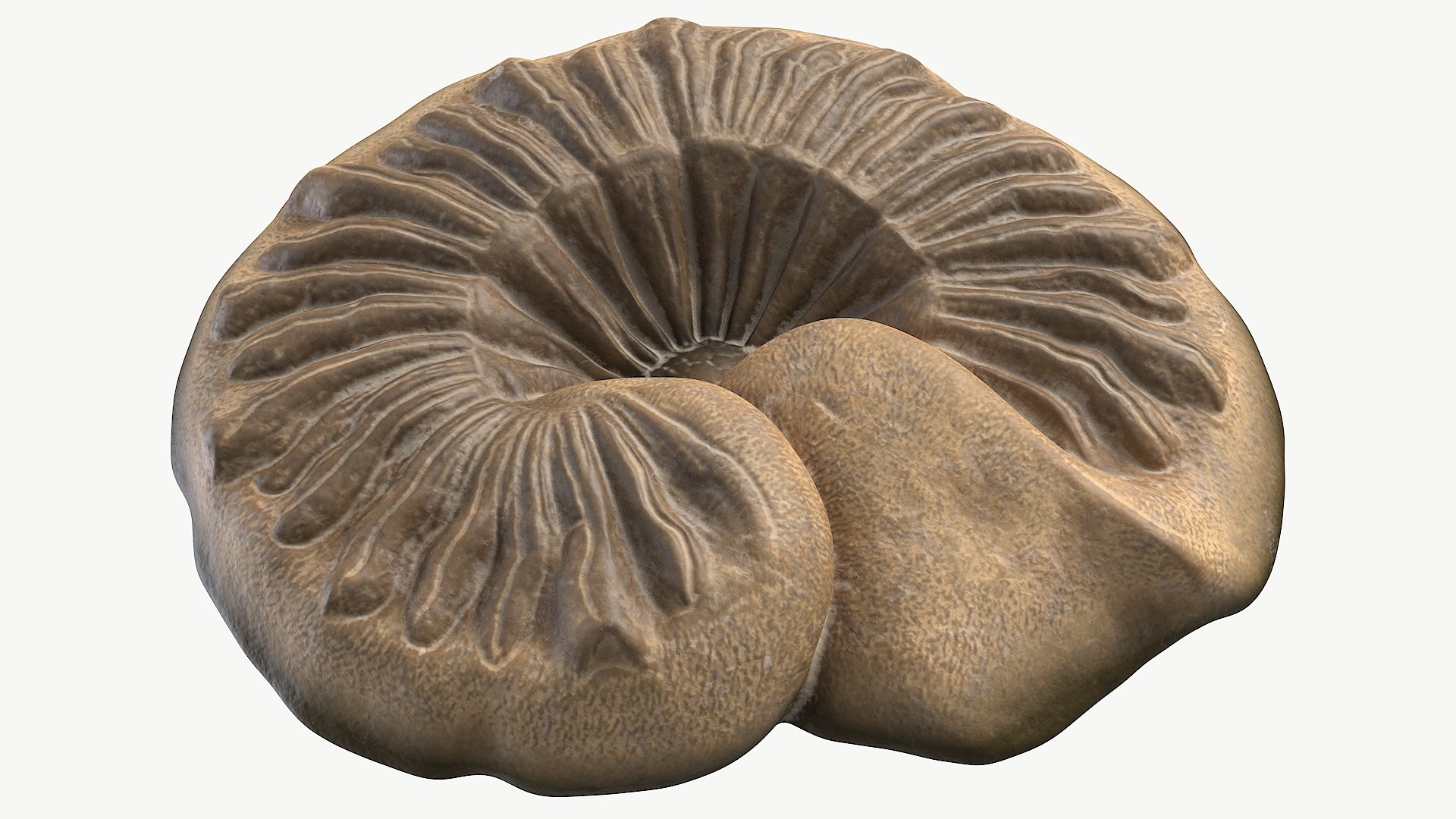 3D Ancient Fossil 2003 Textured - TurboSquid 2299673