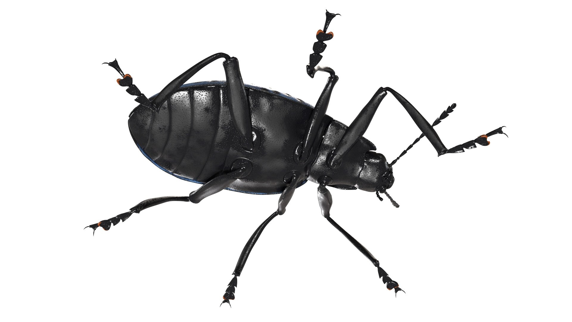 Blue Fungus Beetle 3D Model - TurboSquid 2284106