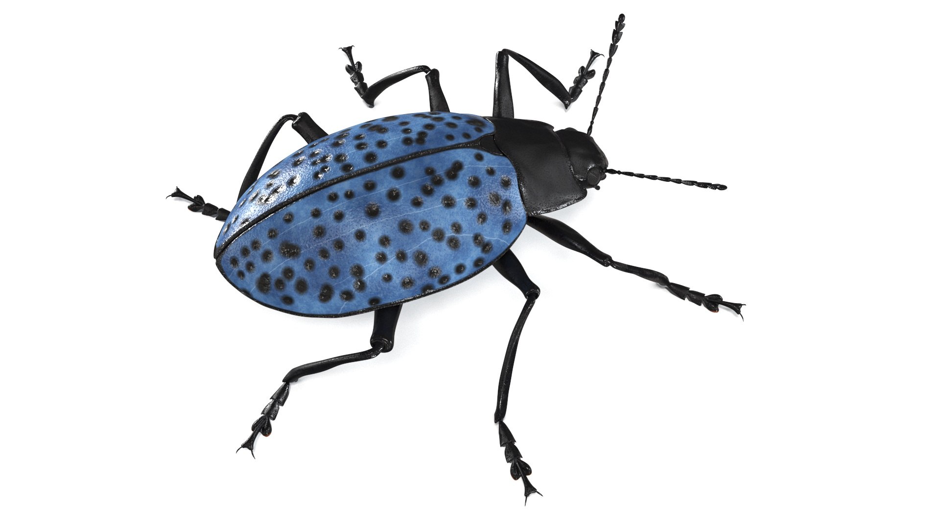 Blue Fungus Beetle 3D Model - TurboSquid 2284106