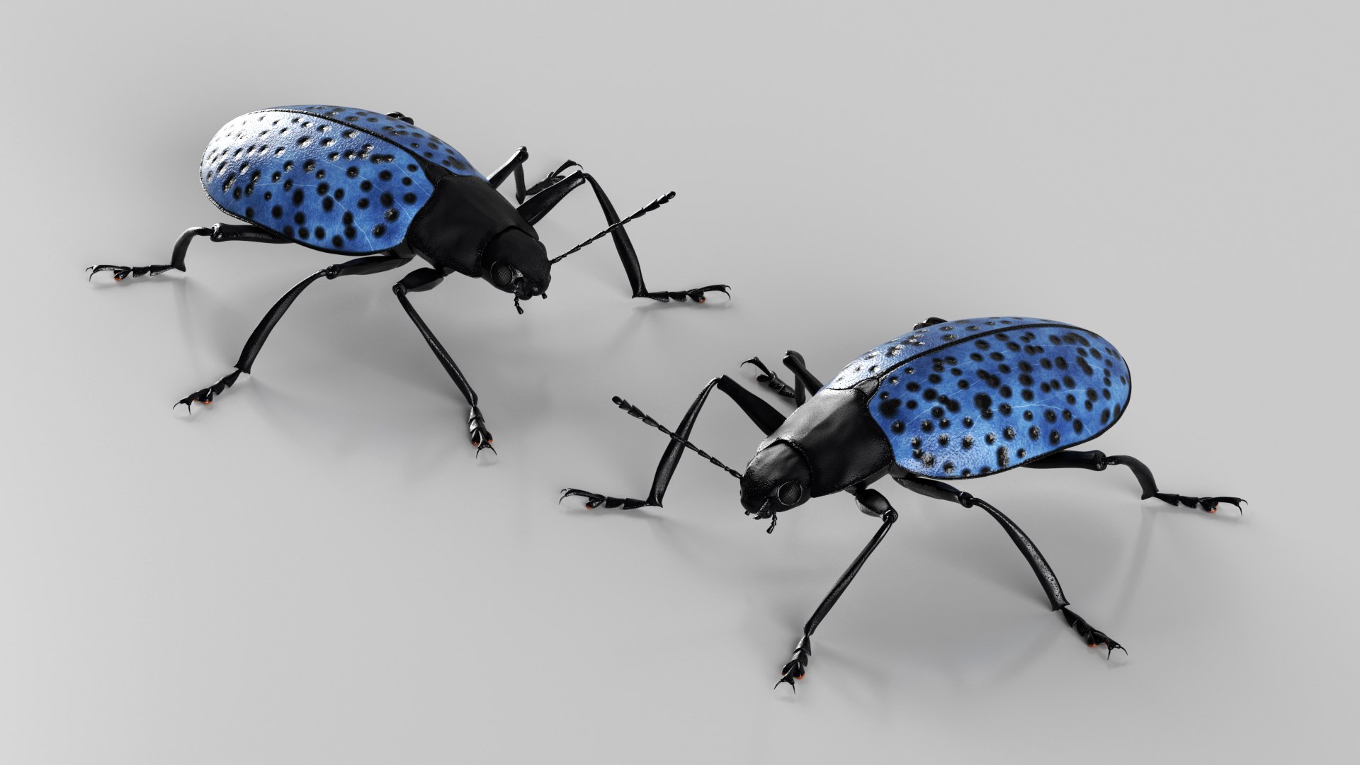 Blue Fungus Beetle 3D Model - TurboSquid 2284106