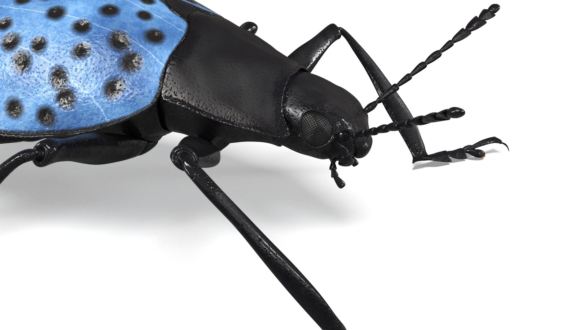 Blue Fungus Beetle 3D Model - TurboSquid 2284106