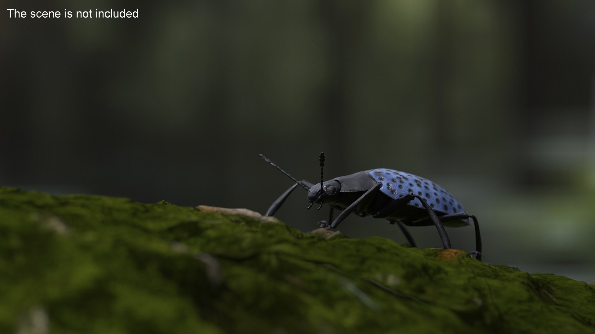 Blue Fungus Beetle 3D Model - TurboSquid 2284106