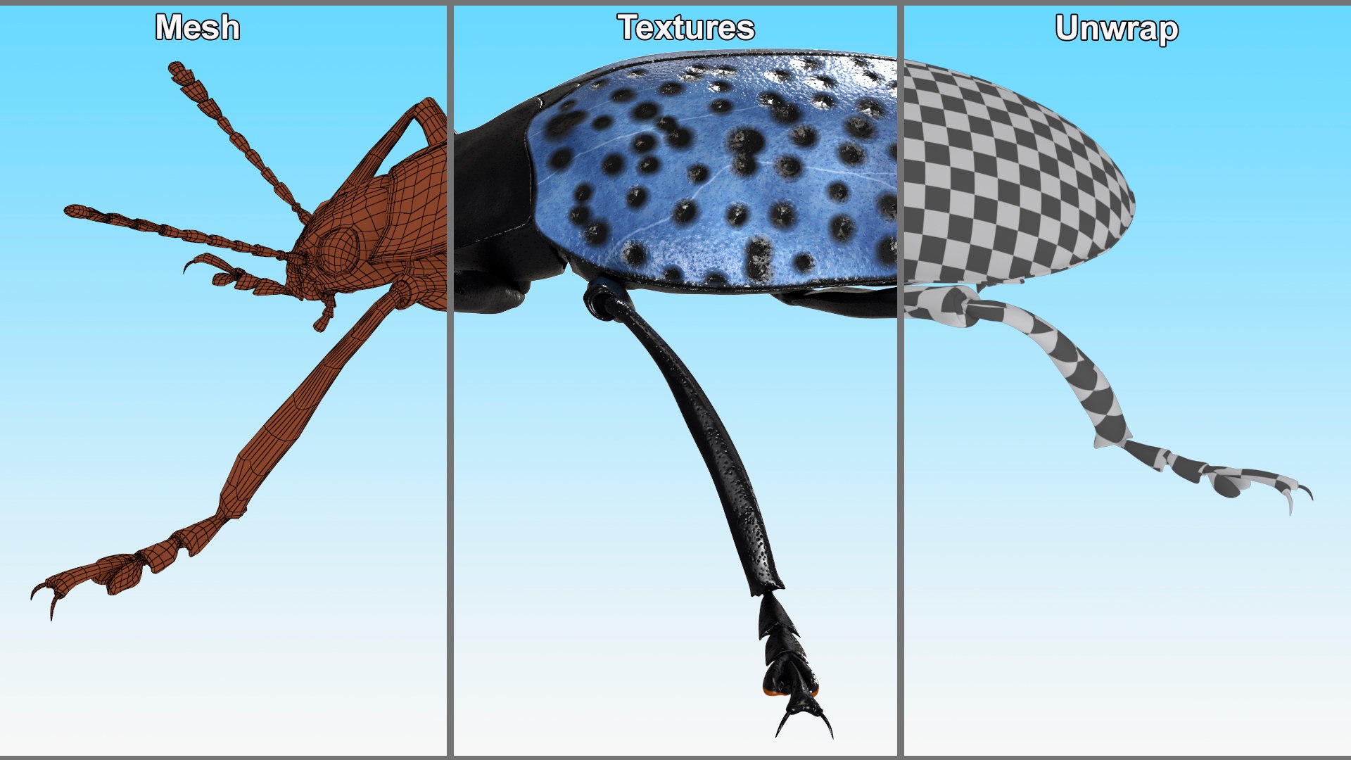 Blue Fungus Beetle 3D Model - TurboSquid 2284106