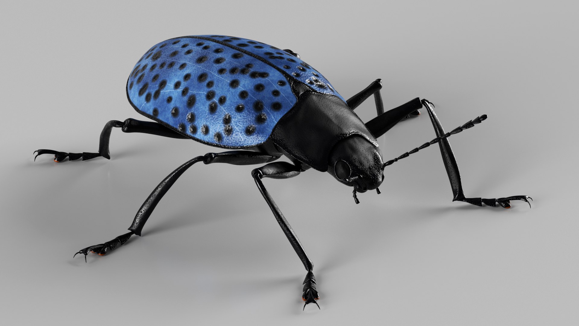 Blue Fungus Beetle 3D Model - TurboSquid 2284106