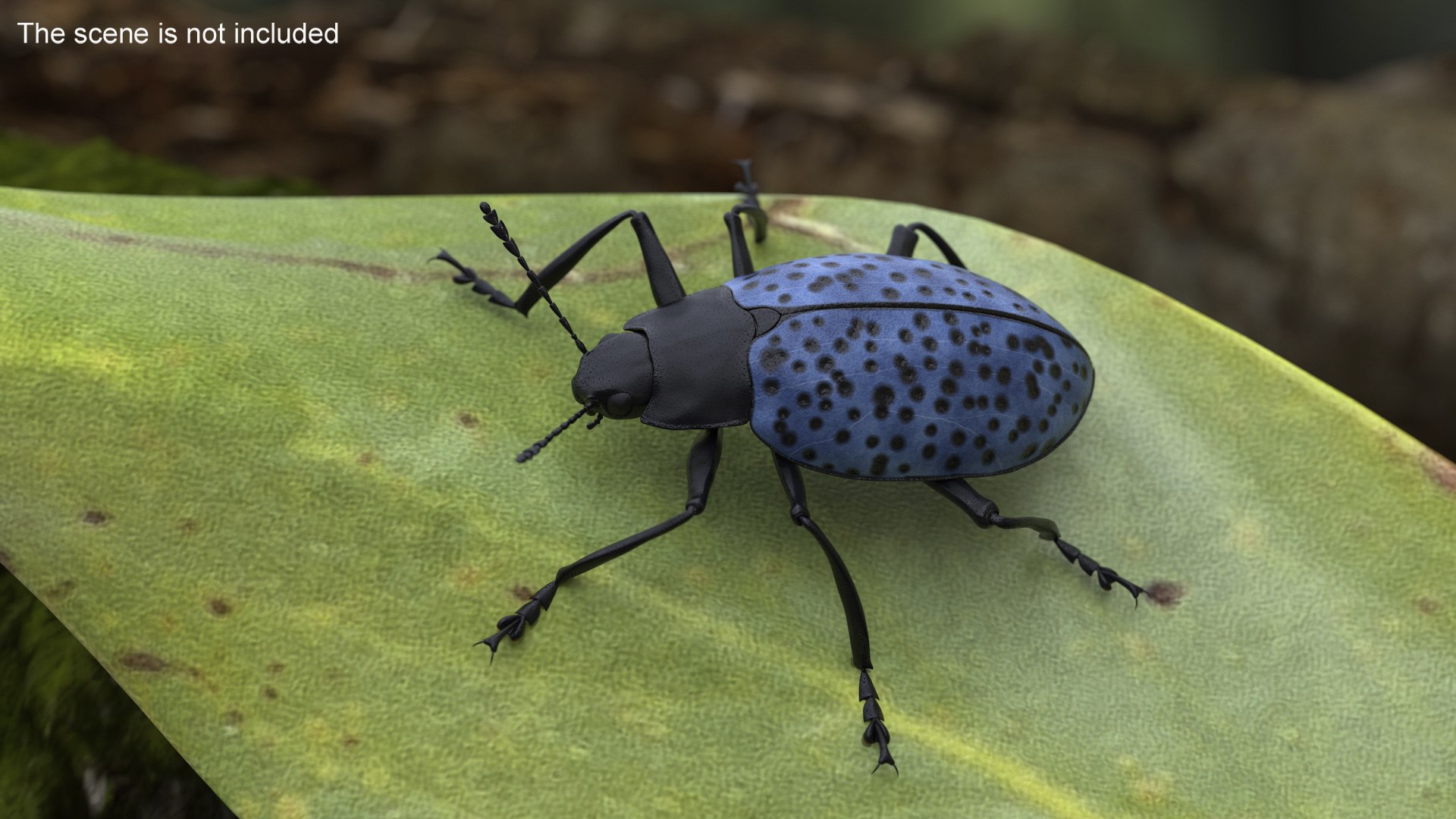 Blue Fungus Beetle 3D Model - TurboSquid 2284106