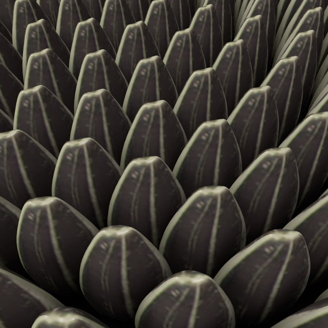 obj sunflower fibonacci sequence seed