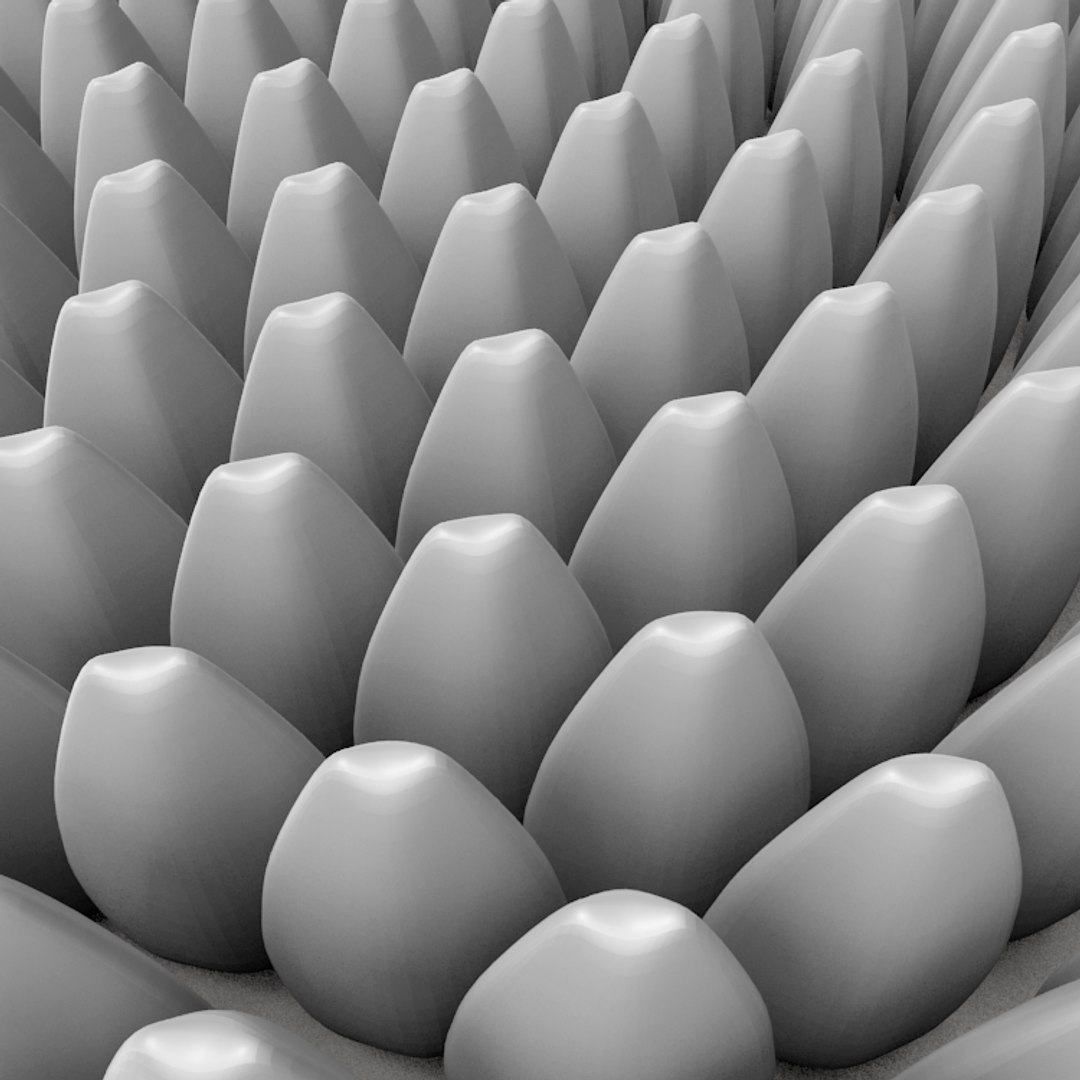 obj sunflower fibonacci sequence seed