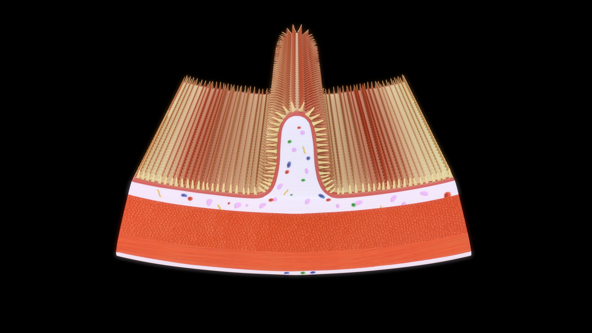 3D Plicae Circulares Section Model - TurboSquid 2308417