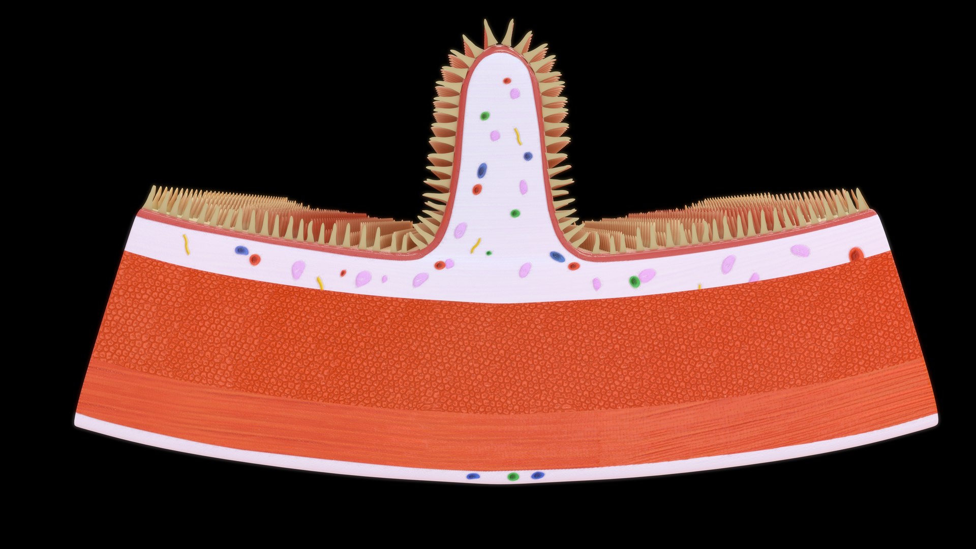 3D Plicae Circulares Section Model - TurboSquid 2308417