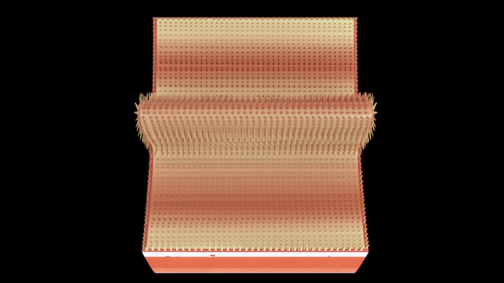 3D Plicae Circulares Section Model - TurboSquid 2308417