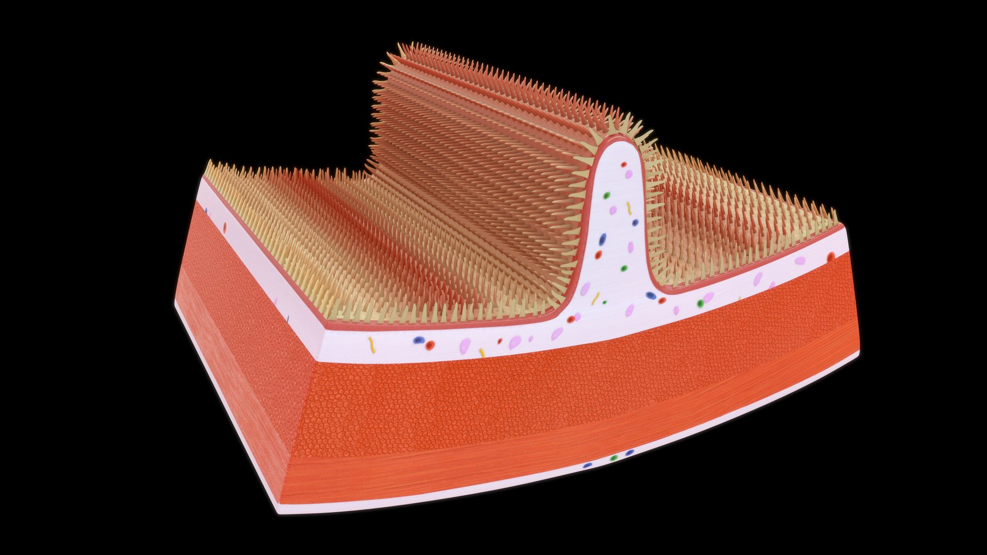 3D Plicae Circulares Section Model - TurboSquid 2308417